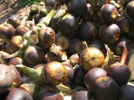 buah-pohon-siwalan-orgomedia - ORGOMEDIA