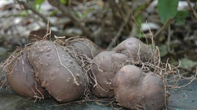 Jenis-ubi-uwi-orgomedia - ORGOMEDIA